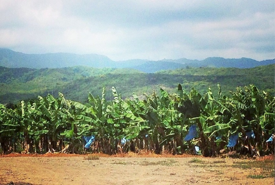 Entre castillos, historia y naturaleza: Guayanilla - Placeres