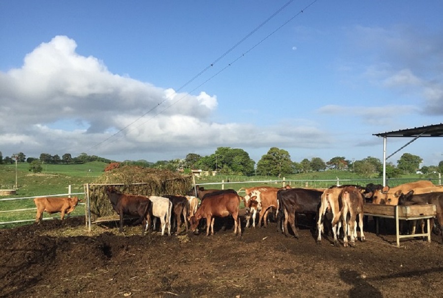 Experiencia agro-turística en Hatillo - Placeres