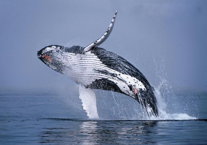 Turismo en Rincón - Placeres