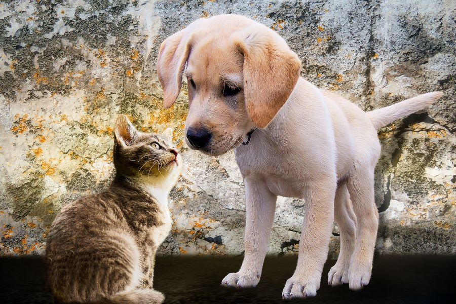 Cuida Tu Mascota Durante las Fiestas - Placeres