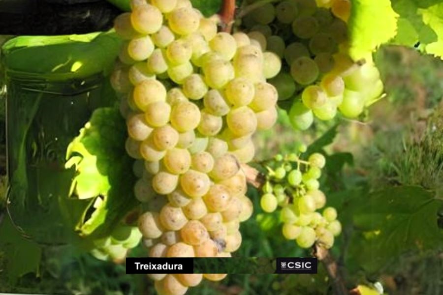 Treixadura de DO Rías Baixas - Placeres
