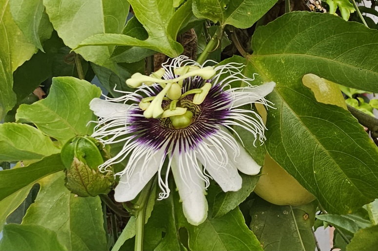 La Parcha y la Pasión - Placeres